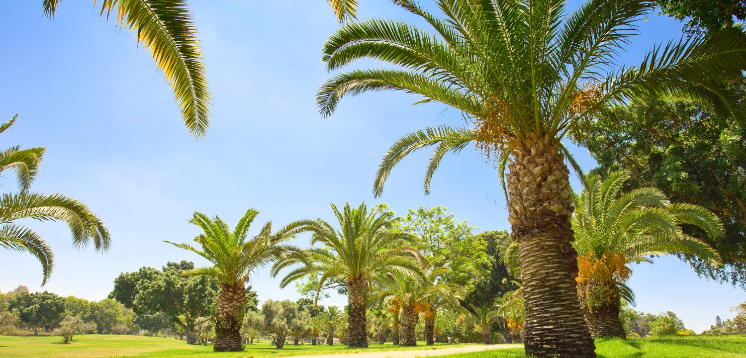 SÂLİM İBNİ UMEYR (RA) - Nurtur